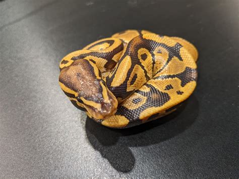 Fire Web Ball Python By Ridiculous Reptiles Llc Morphmarket