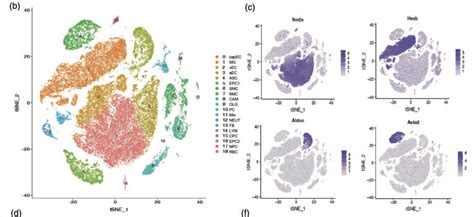2个分组的单细胞项目标准分析 生信菜鸟团