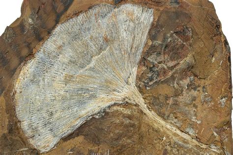 Two Fossil Ginkgo Leaves From North Dakota Paleocene 234576 For