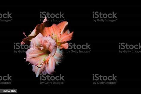 복사 공간이있는 검은 배경에 고립 된 파스텔 핑크 색 아마렐리스 0명에 대한 스톡 사진 및 기타 이미지 0명 개화기 검은