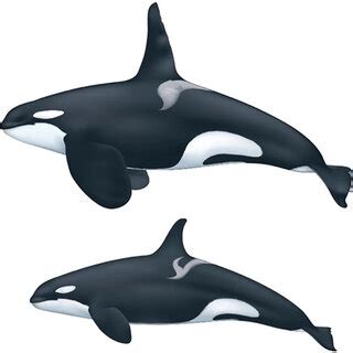 1 Relative Sizes Of Male Top And Female Bottom Resident Killer