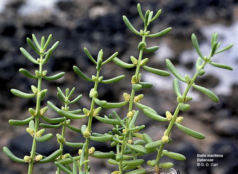 Batis Plant Alchetron The Free Social Encyclopedia