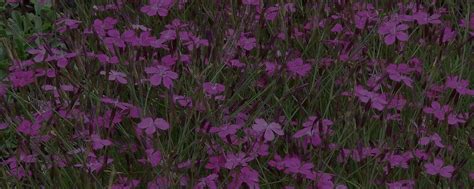 Венок из гвоздик | норка творчества 2025 | ВКонтакте