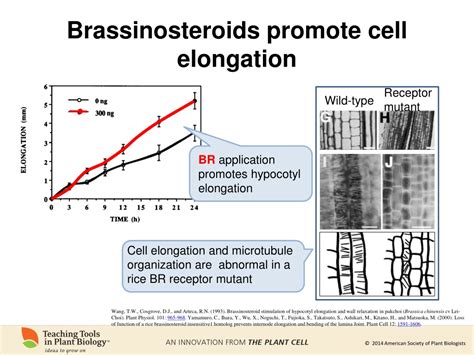 Ppt Brassinosteroids Powerpoint Presentation Free Download Id9304591