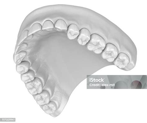 하얀 스타일의 상악 인간의 잇몸과 치아 의학적으로 정확한 치아 3d 일러스트레이션 개과에 대한 스톡 사진 및 기타 이미지 개과 건강관리와 의술 디자인 Istock