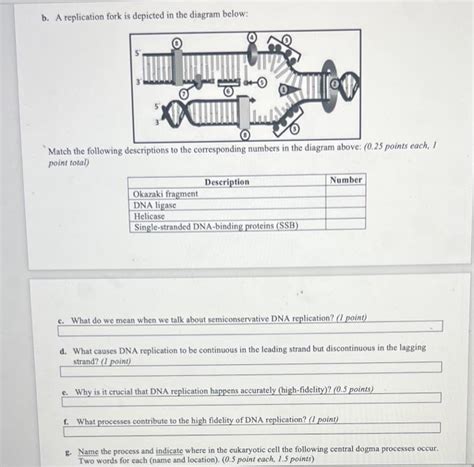 Solved B A Replication Fork Is Depicted In The Diagram Solved B A Replication Fork Is Depicted In The Diagram