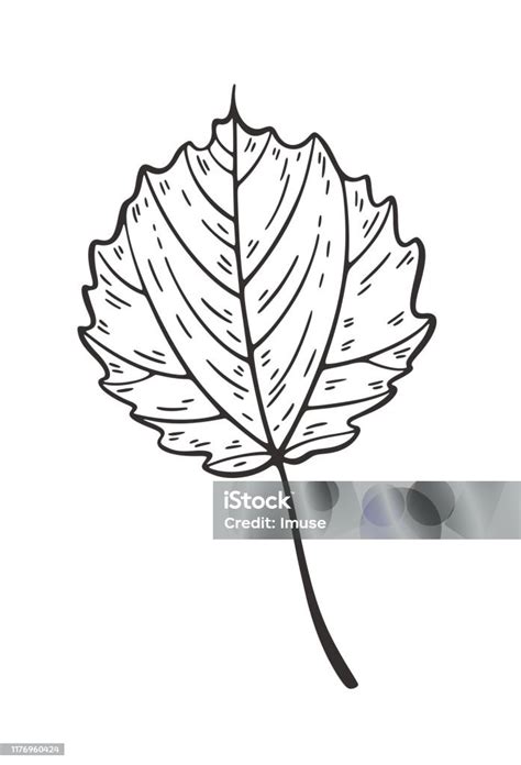 떨어지는 나뭇잎 벡터 그림입니다 장식 그래픽 검은 윤곽 가을 단풍 컬렉션 흰색 배경에 고립 손으로 그린 유기 선 0명에 대한 스톡 벡터 아트 및 기타 이미지 Istock