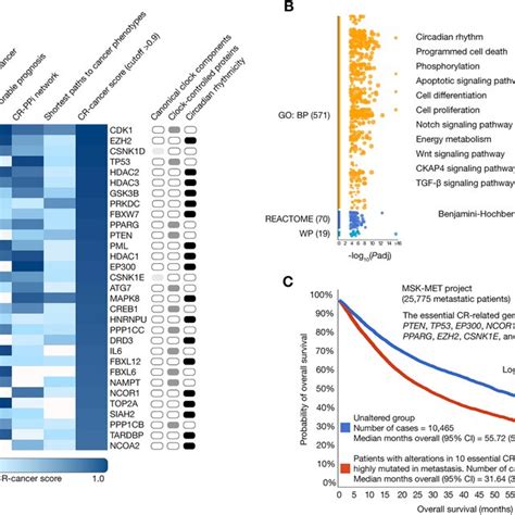 The Circadian Rhythms And Circadian Clock A The Circadian Timing