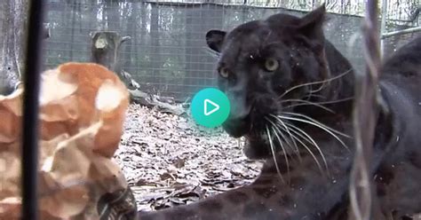 Do Big Cats Like Catnip  On Imgur