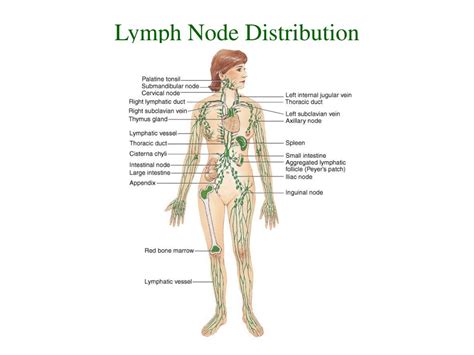 Ppt Lymphatic System Powerpoint Presentation Free Download Id977190