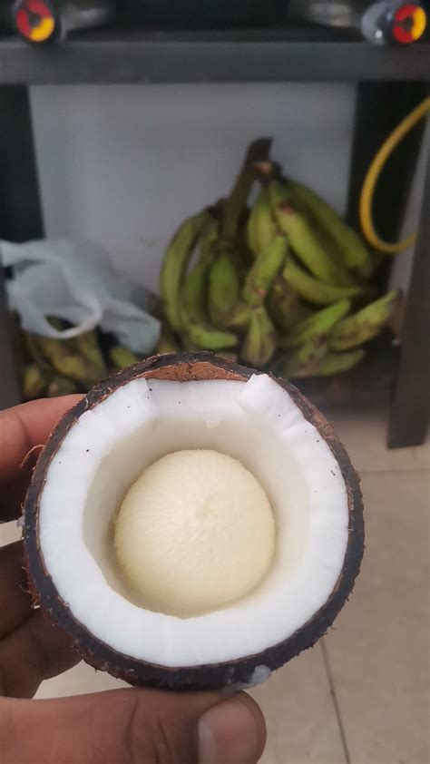 Master Coco Quality Control By Mastercocothecat Passed Farmych