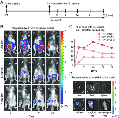 Model Of Hematogenous Implant Infection A Timeline Of Hematogenous
