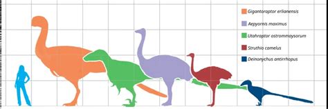 All About Gigantoraptor