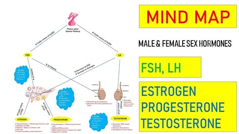 Mind Map Sex Hormones Mdcat Reproduction Mdcat Hormones Mdcat
