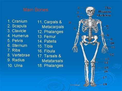 The Skeletal System Skeleton Brain Pop