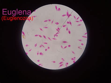 Named Euglene Sam L Flickr