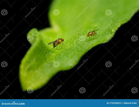 Two Liriomyza Flies Commonly Known As Leaf Miner Fly On The Plant Leaf