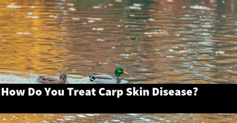 How Do You Treat Carp Skin Disease 2026 Guide Gold Koi Fish