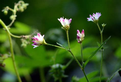 フリー素材無料写真 森の父さん花鳥風穴 ミゾソバ