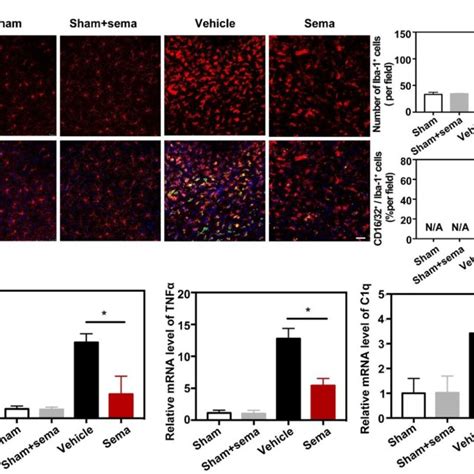 Semaglutide Attenuated Astrocytic C3d Expression After Tmcao A Download Scientific Diagram