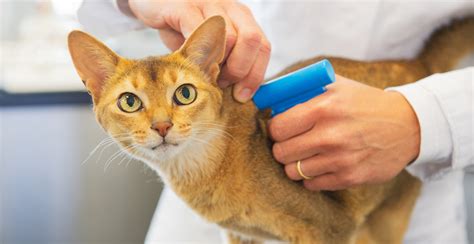 Microchio Gps Per Gatti Sottocutaneo Oasy Per News
