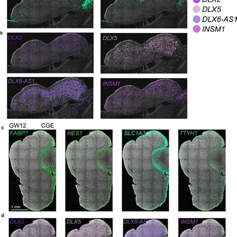 Expression Patterns Of Subpallial Genes In The Ganglionic Eminence Of Download Scientific
