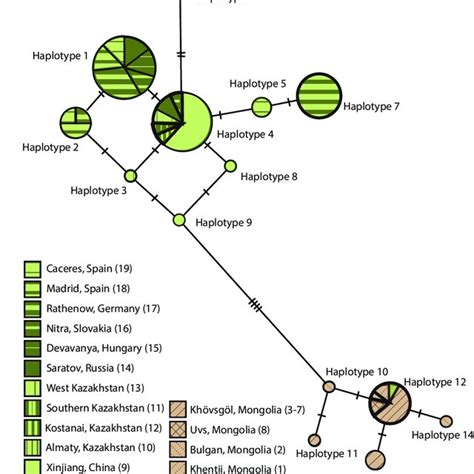 Minimum Spanning Network Showing Relationships Among Haplotypes Within Download Scientific