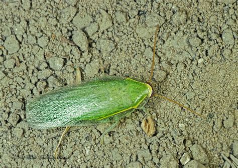 Cockroaches The Early Birder