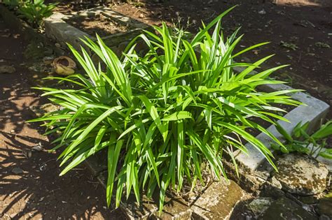 Pandanus Amaryllifolius 또는 향기로운 판단 잎 판단 잎은 아시아 음식과 디저트에서 맛과 색을 향상시키는 데 사용됩니다 0명에 대한 스톡 사진 및 기타