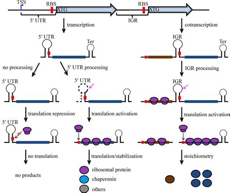 A Schematic Model Of RNA Processing Involved In The Download