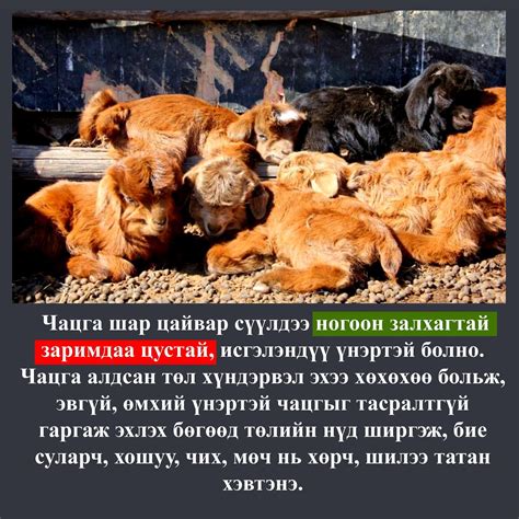 Малчин Монгол ХХК Added A New Photo Малчин Монгол ХХК