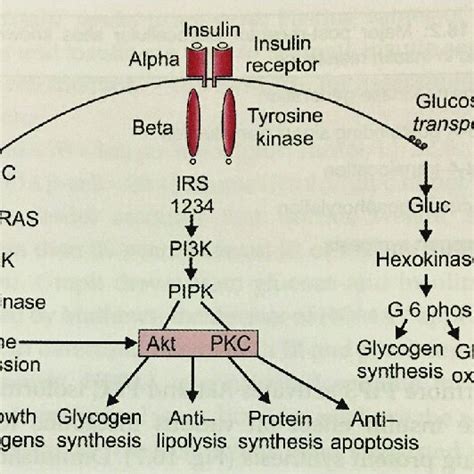 Insulin Receptor And Intracellular Signalling Courtsy Rssdi Textbook Download Scientific