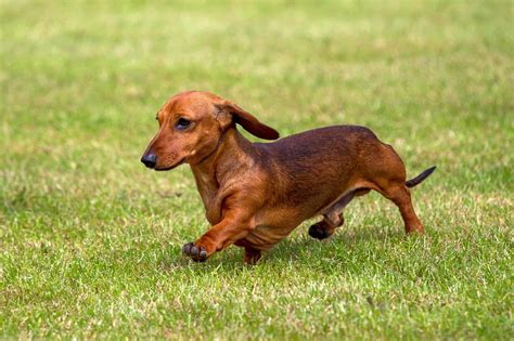 How Much Does A Mini Dachshund Cost 2026 Price Guide