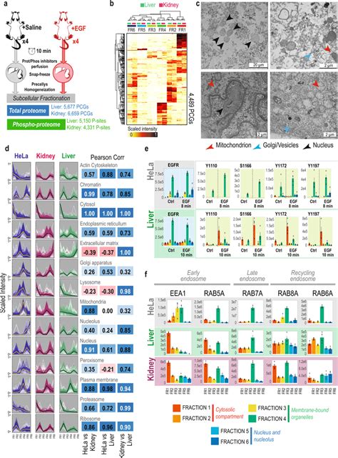 In Vivo Subcellular Fractionation And Spatio Temporal Signaling In