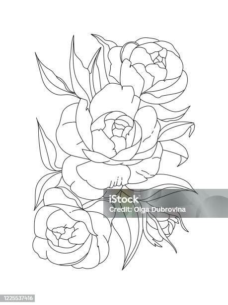 꽃 그래픽입니다 꽃봉오리와 나뭇잎이 있는 세 개의 피는 모란 벡터 색칠 공부 책 페이지 손으로 그린 그림입니다 흑백 꽃 배경 벽지입니다 꽃 장식은 웹 인쇄 및 스텐실에
