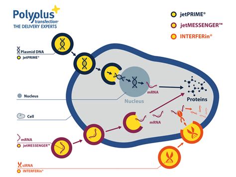 Transfection All You Need To Know About Nucleic Acids Delivery