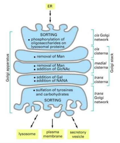 Translational Control Of Gene Expression Flashcards Quizlet