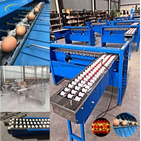 7 Grade Egg Sorting Machine Grading Eggs 7 Differnt Grades By Weight