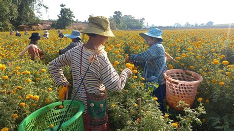 เกษตรกรพบพระปลูกดาวเรือง 7 ไร่ เก็บครั้งหนึ่ง 1รอบ ได้ 5 6 หมื่นบาท Thairemark