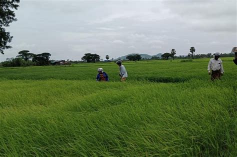 ချောင်းဆုံမြို့နယ်တွင် လျာထားဧကများအတိုင်း မိုးစပါးစိုက်ပျိုးမှု အောင်မြင်ဖြစ်ထွန်းသည့်အတွက