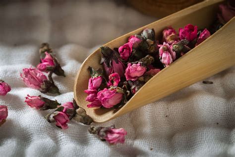 玫瑰什么时候开花 花百科