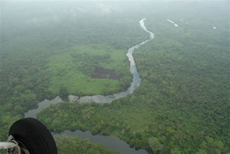 중앙 아메리카 남부 벨리즈의 톨레도 지구에 있는 정글 열대 우림 캐노피의 강 먼 아리엘 전망과 함께 경비행기에서 찍은 무성한 녹색의 나무 꼭대기 0명에 대한 스톡 사진 및