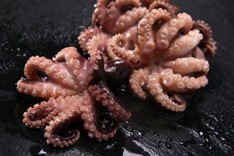 八爪鱼图片素材 八爪鱼设计素材 八爪鱼摄影作品 八爪鱼源文件下载 八爪鱼图片素材下载 八爪鱼背景素材 八爪鱼模板下载 搜索中心