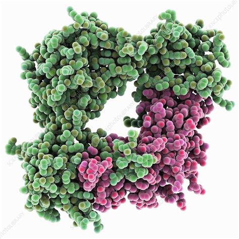 Bone Morphogenetic Protein Complex Stock Image C015 2149 Science Photo Library