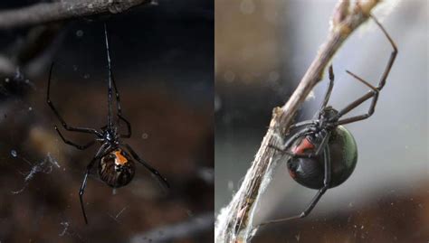 Brown Widow And Black Widow Spiders Entomology Today