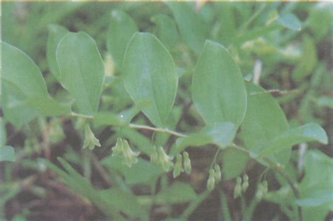 17 100 玉竹 常用中药