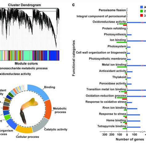 Differentially Expressed Genes Degs And Their Gene Ontology Go Download Scientific