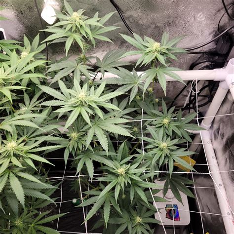 Melon Milk Exotic Genetix Photos Growdiaries