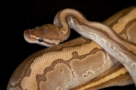 Ball Python Respiratory Infection Symptoms And Treatment