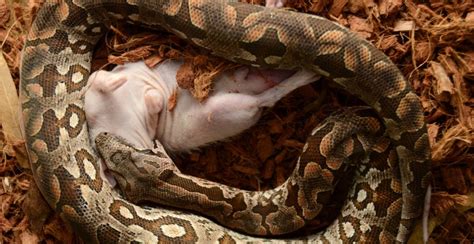 How To Stop A Boa Constrictor Attack